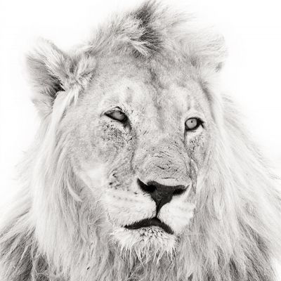 Peter Delaney Wildlife Photographer, Capture Earth Exclusive Wildlife ...